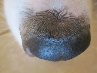 Australian Shepherd with Uveodermatological Syndrome: SUMMARY: NOSE BRIDGE