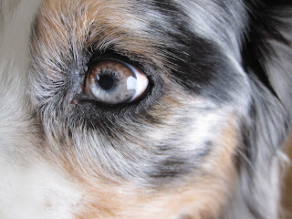 Australian Shepherd with Uveodermatological Syndrome: Eyes Summary ...