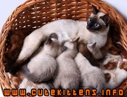 My Homeworks: Born Alive Animals