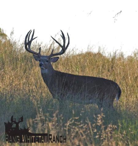 Gulf Coast Simpleton: World Record Typical Whitetail