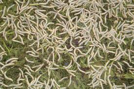 agriculture: silk farming