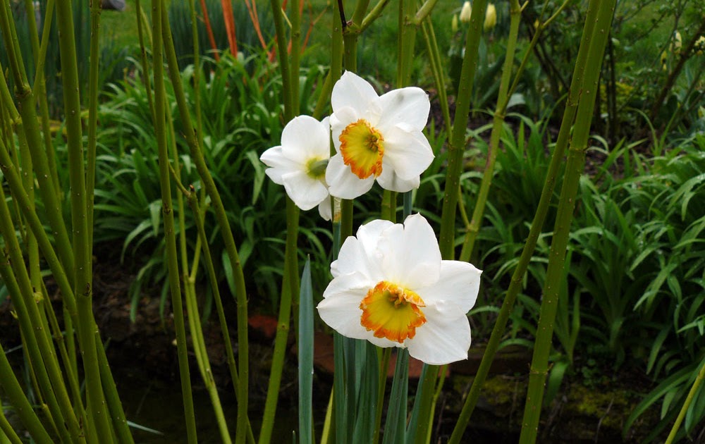 Temps de jardin: Un narcisse pour les poètes : le narcisse Actaea