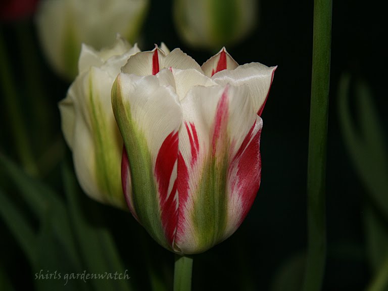 Tulip photo fest - shirls gardenwatch