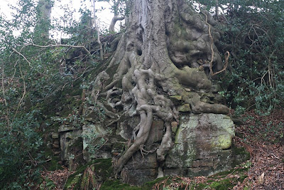 tree free wallpaper: American Snowdrop Tree