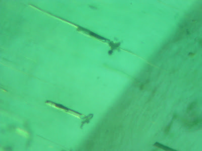 golecha: Nailhead spicule in yet another Natural emerald
