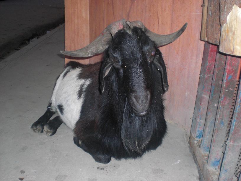 LA ESQUINA DE PANCHO PEREZ.: EL CHIVO DE LA CEIBITA