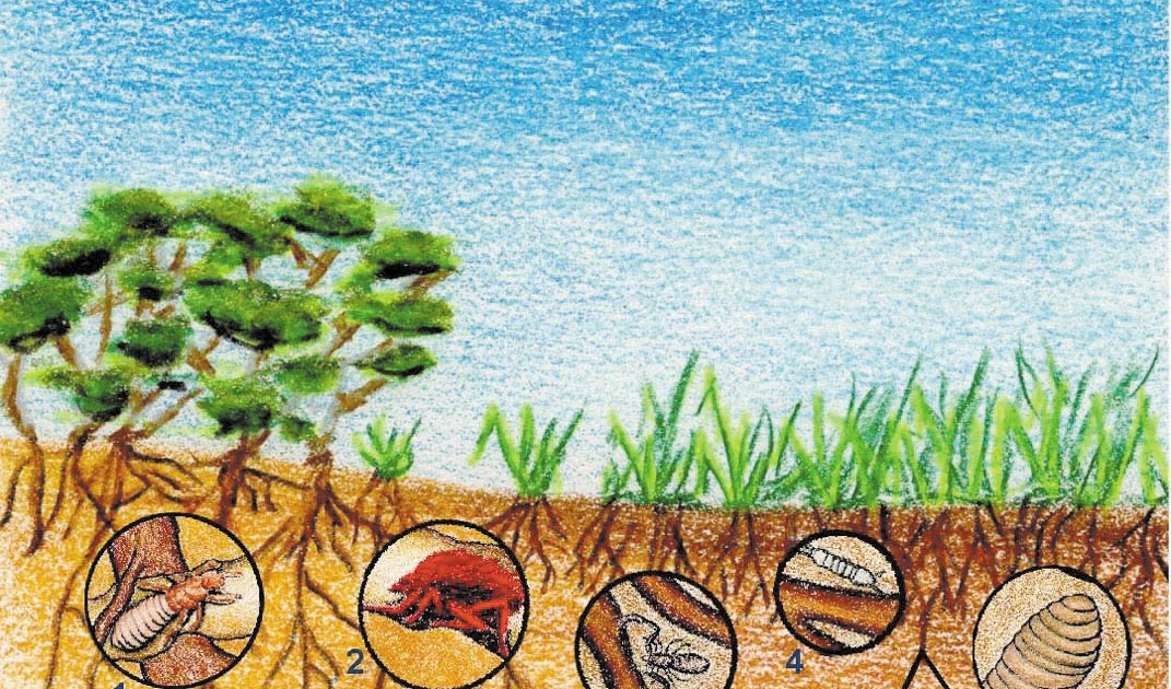 What are soil biota and what do they do?