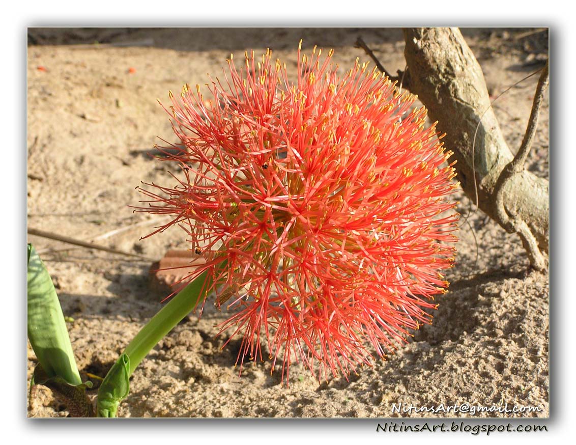 Nitin's Art: Flowers of Konkan