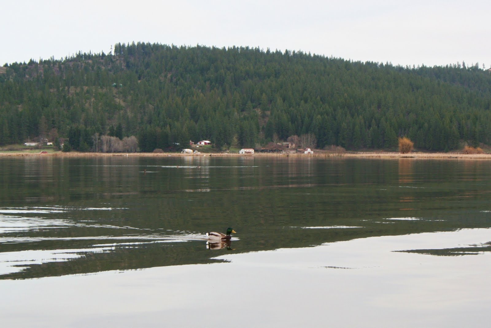 The Greenes: Newman Lake