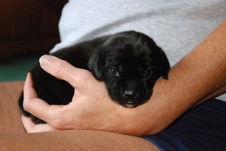 Scrapbooking by Kelly Messer: Our Puggles