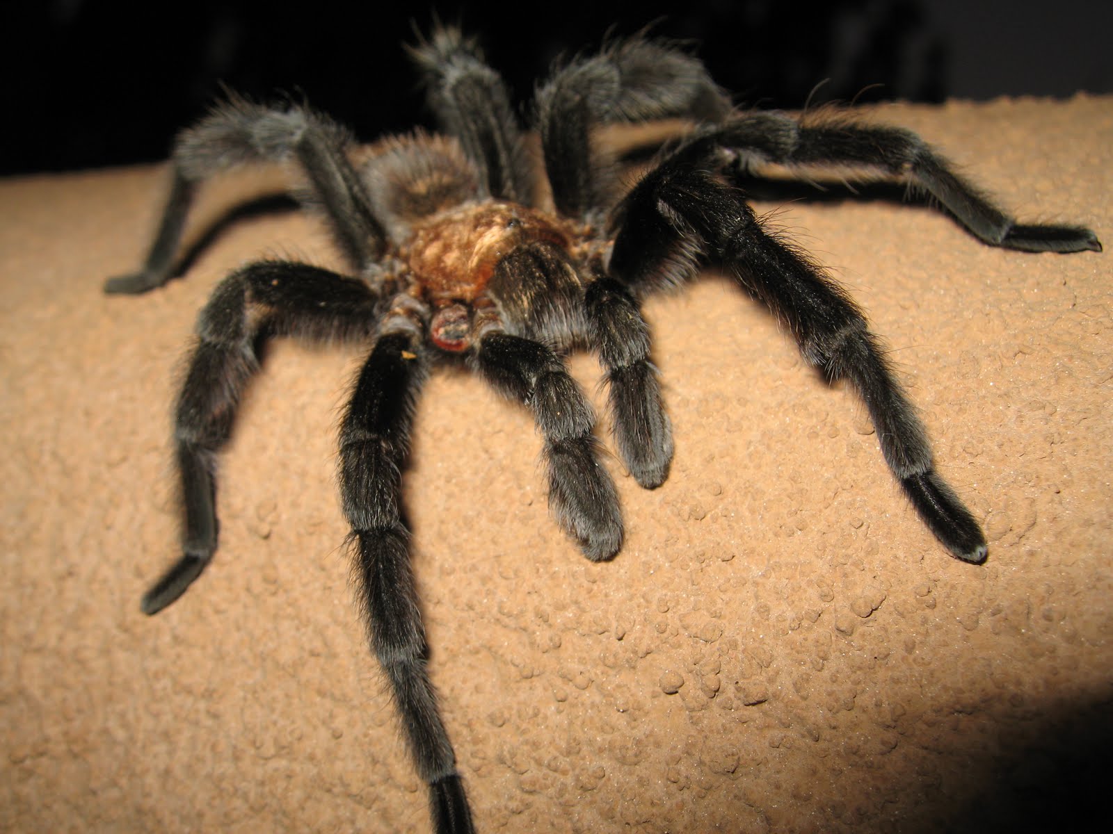 Open the Door to Placitas: Tarantulas