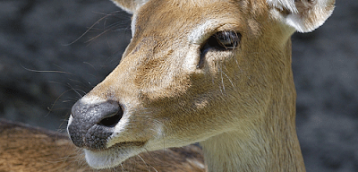 Vrindavana: EL ALMIZCLAR