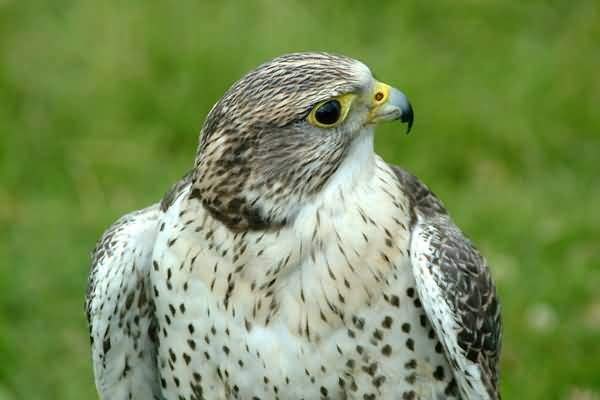 Beautiful Kashmir: Birds of Kashmir.........................