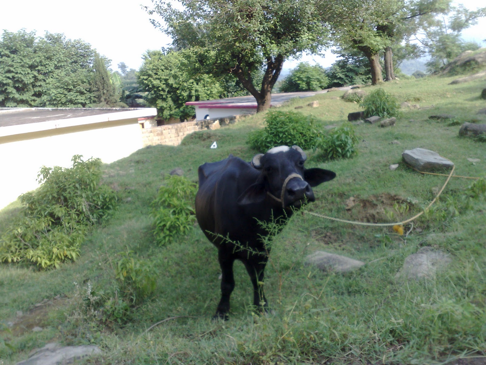 Beautiful Kashmir: Buffalo of Kashmir..................