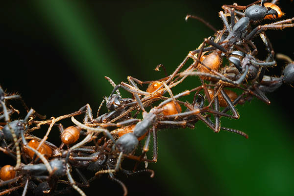 Follow The Light: Army Ants