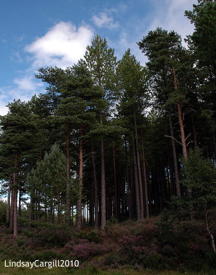 Loxia Fantastica: Culbin Sands, Sunday 22nd August