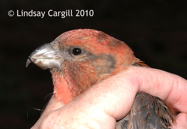 Loxia Fantastica: Scottish and Parrot Crossbill Catch and Variant Calls ...
