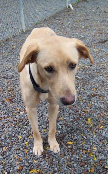 CMHS Animals Needing Foster Care: Casey - 1 yr old Yellow Lab mix
