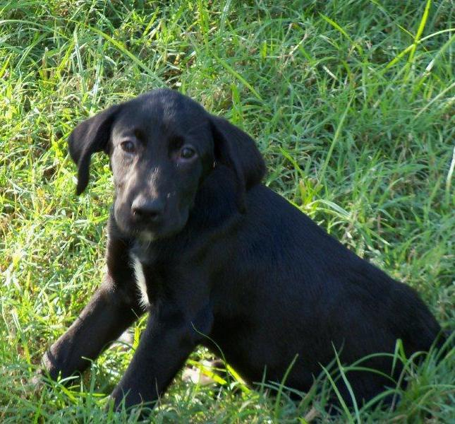 CMHS Animals Needing Foster Care: Daisy- 3 month old Black Lab mix