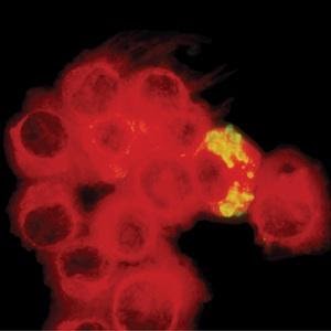 Alter The Press!: Album Review: The Wiitala Brothers - Bad Blood