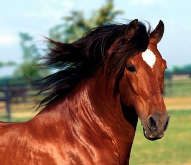 I RACCONTI DI GIULIA: Fremmy il cavallo