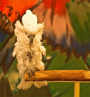 Animale de Companie: Papagal Cacadu