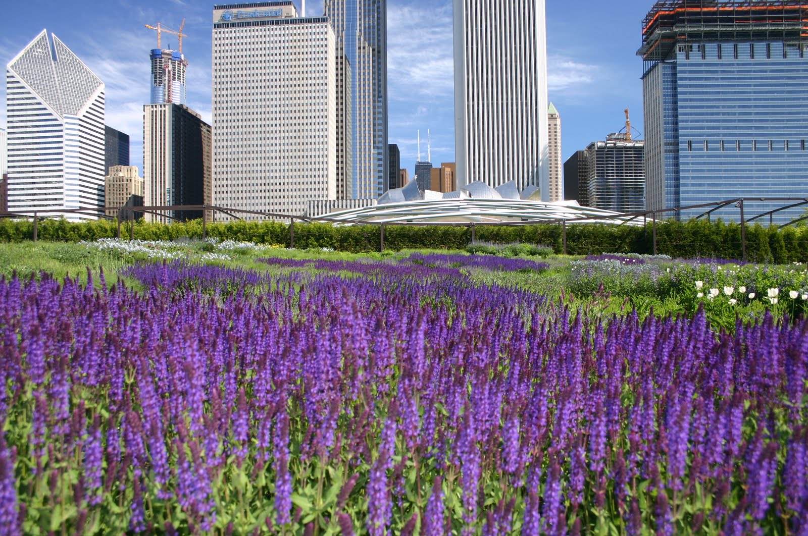 MIDWEST GROUNDCOVERS Display Gardens & Plant Trials: Early Season Bloomers