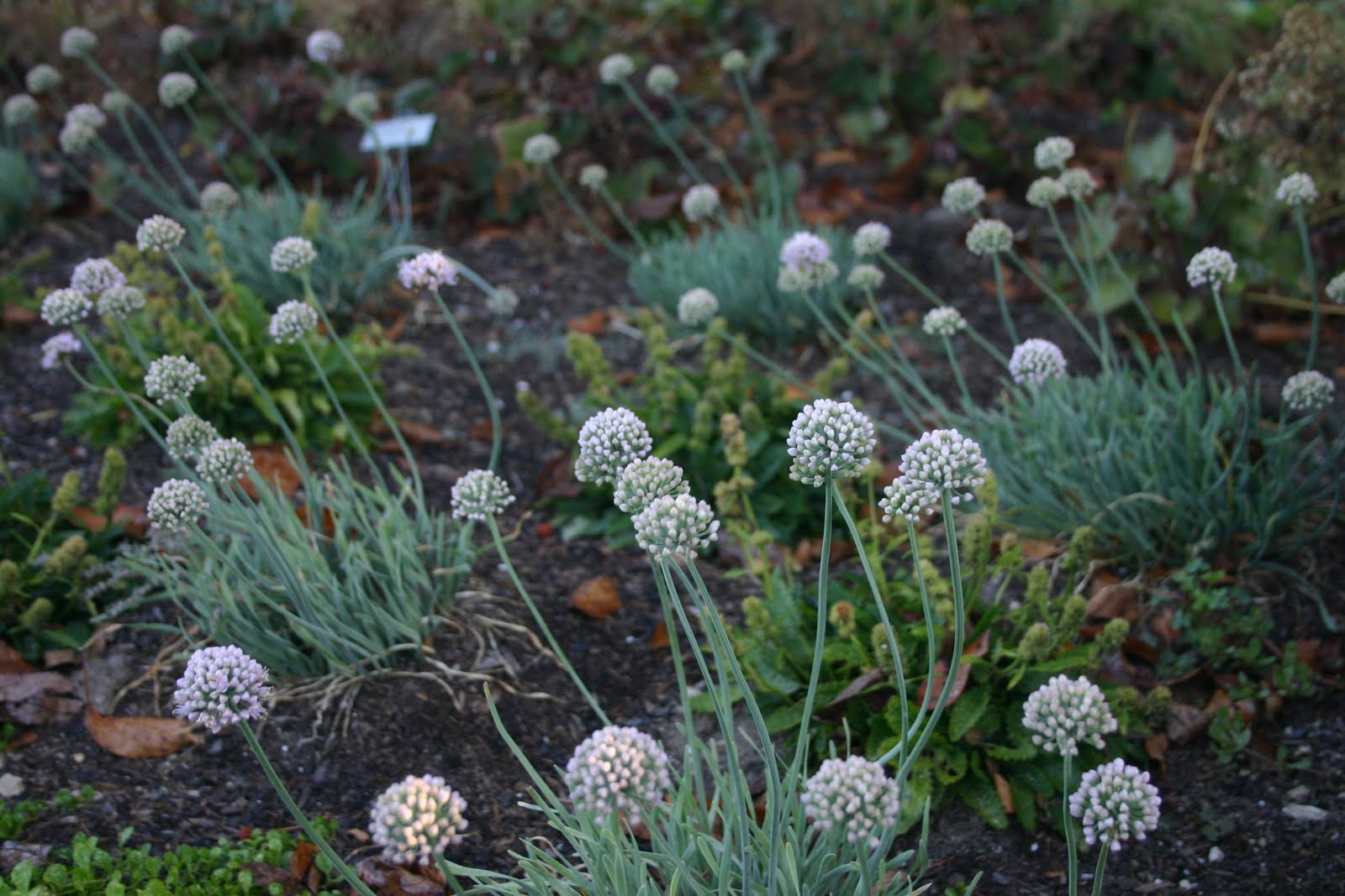 MIDWEST GROUNDCOVERS Display Gardens & Plant Trials: August 2010
