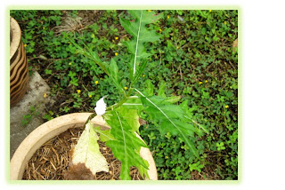 AgroHisham - Informasi Herba & Tumbuhan Warisan & Eksotik: Jeruju