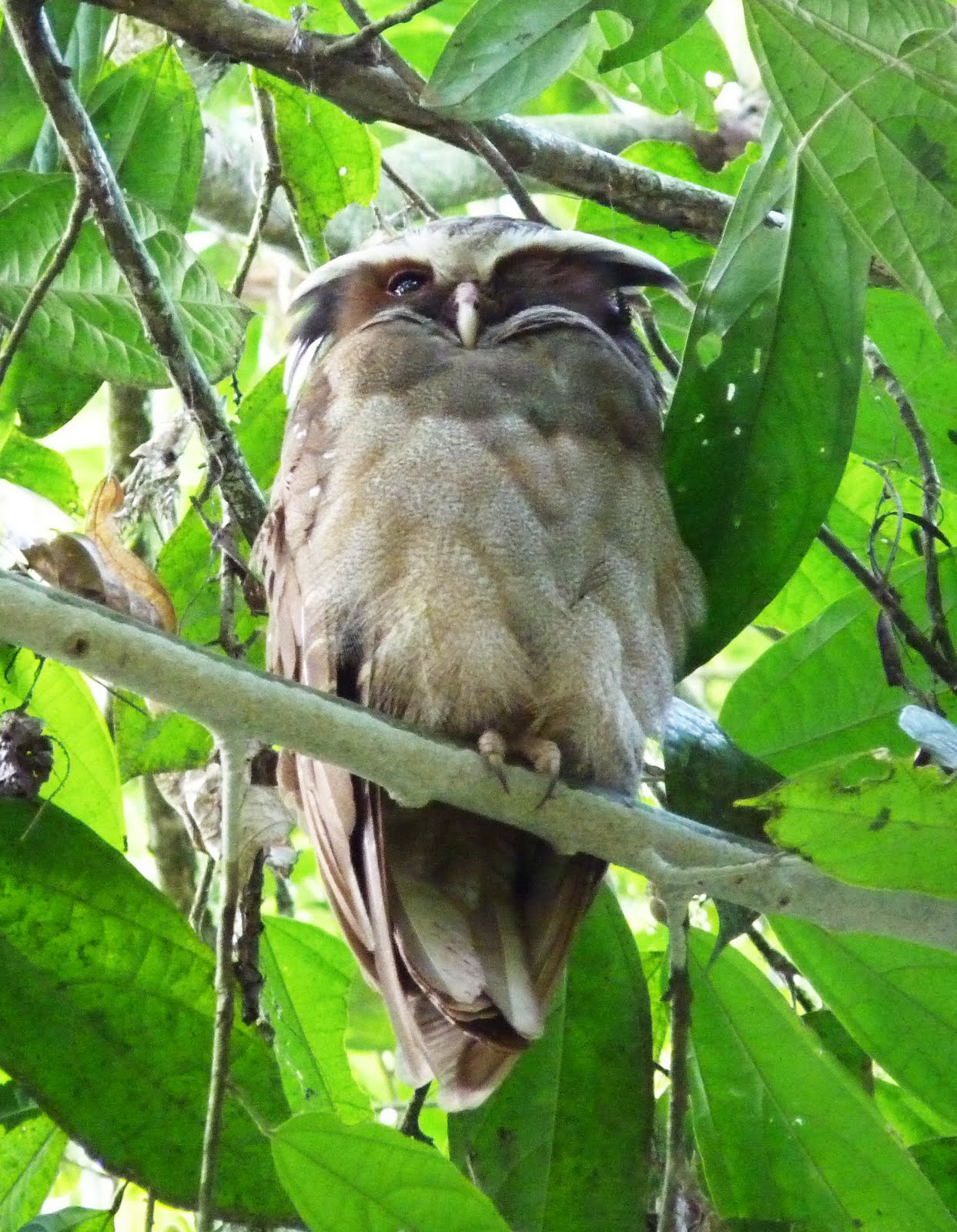 Birds on the brain: Birding Tiputini Biodiversity Station
