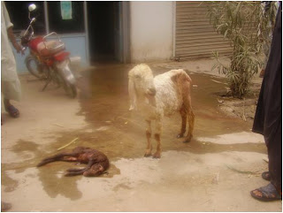 Veterinary Surgery: A glance to Cesarean section in animals by Dr. A.B ...