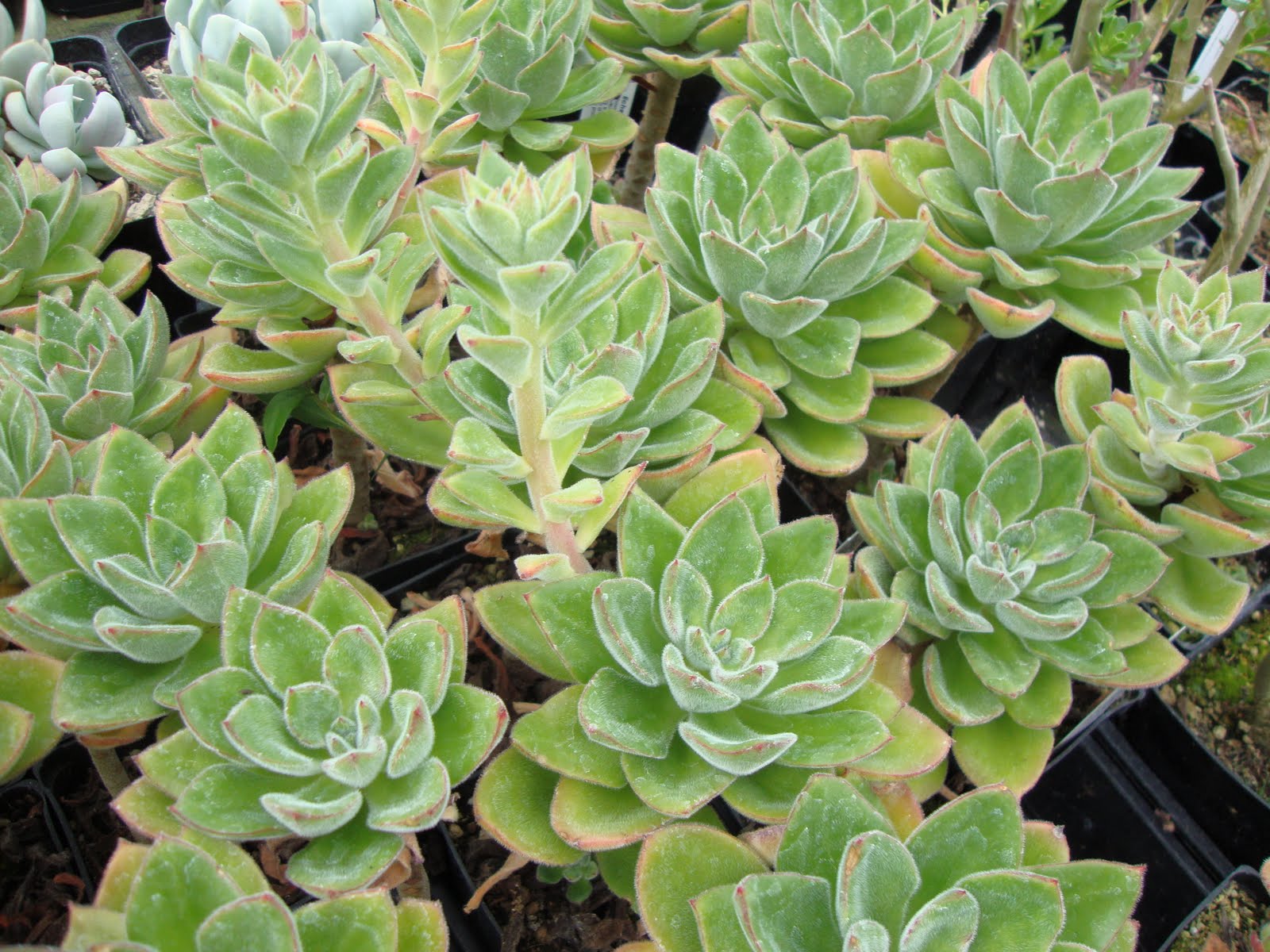 danger garden: Xera Plants