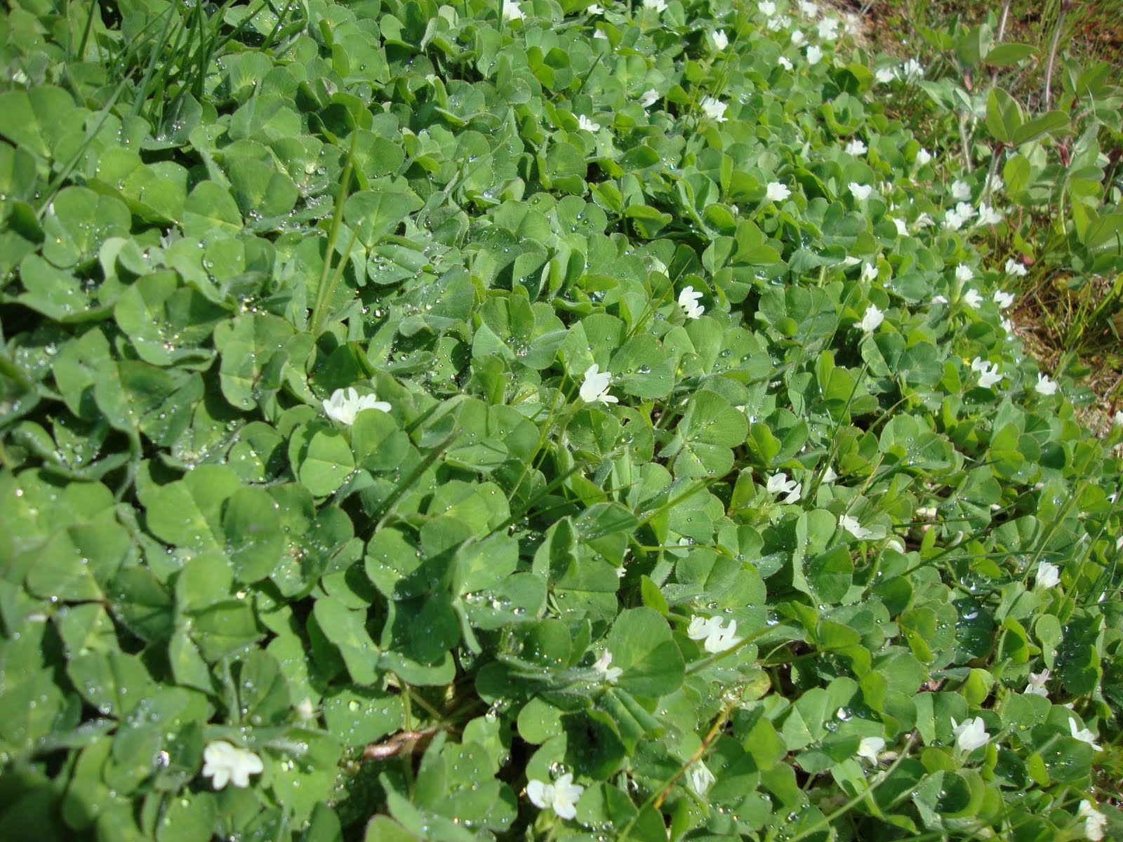 danger garden: A field of clovers