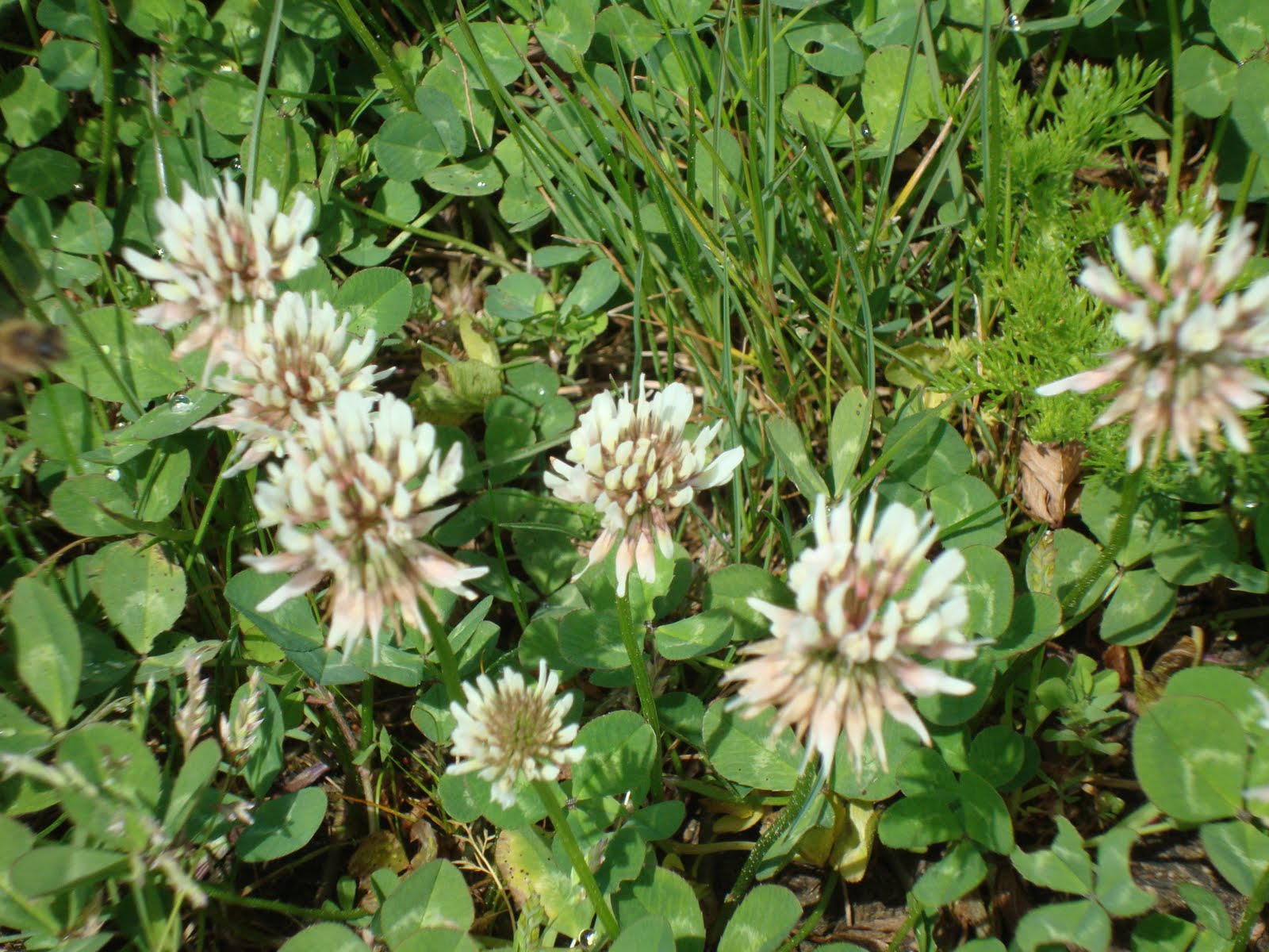 danger garden: A field of clovers