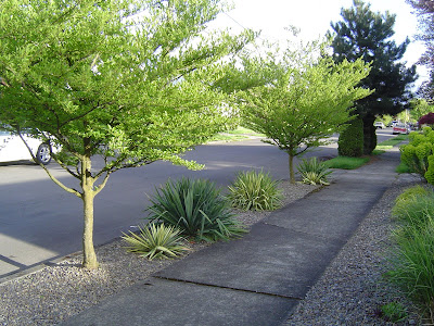 danger garden: A NE Portland sidewalk tour
