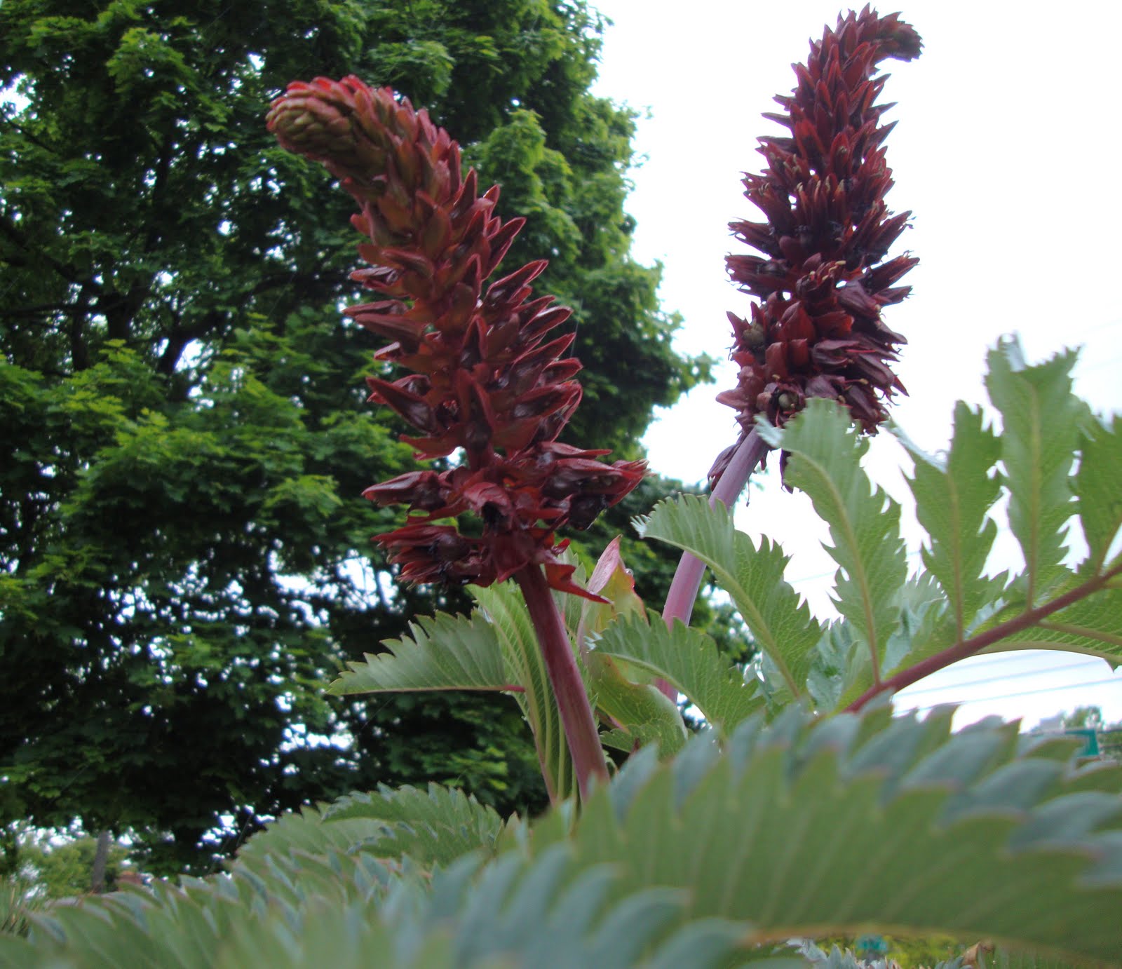 danger garden: Melianthus major (Honey bush) blooms