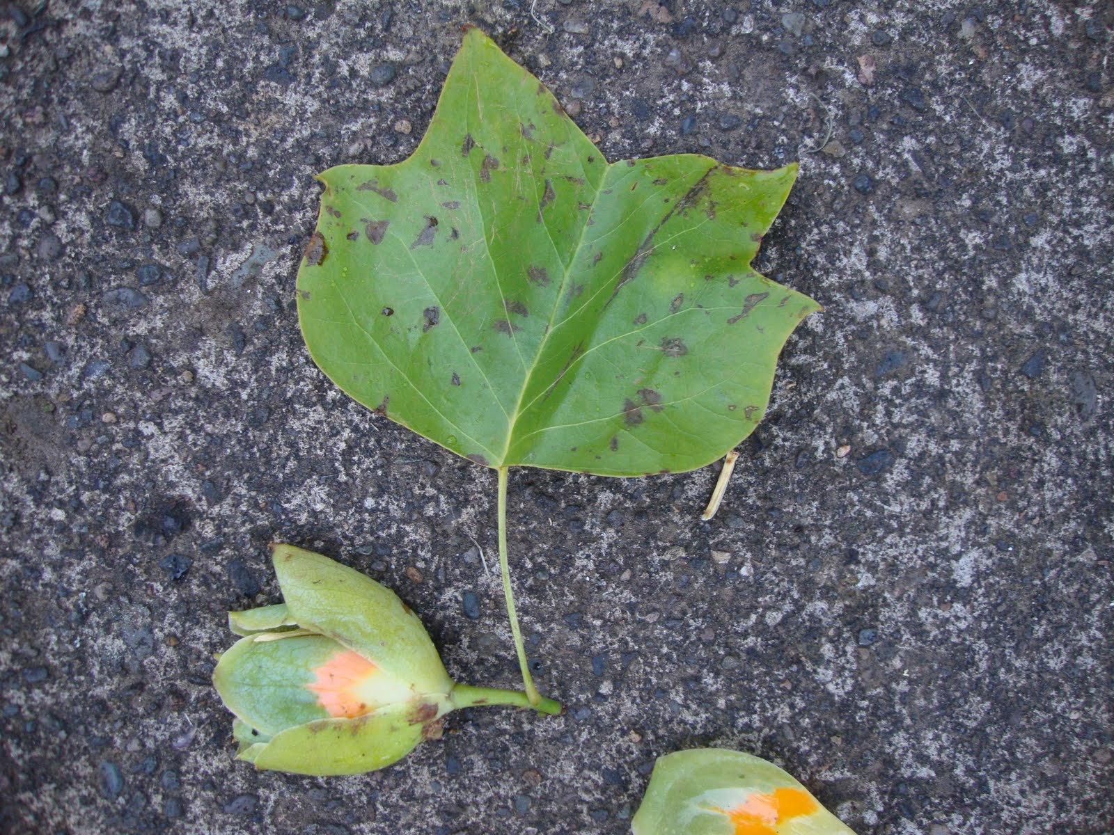 danger garden: The Tulip Tree