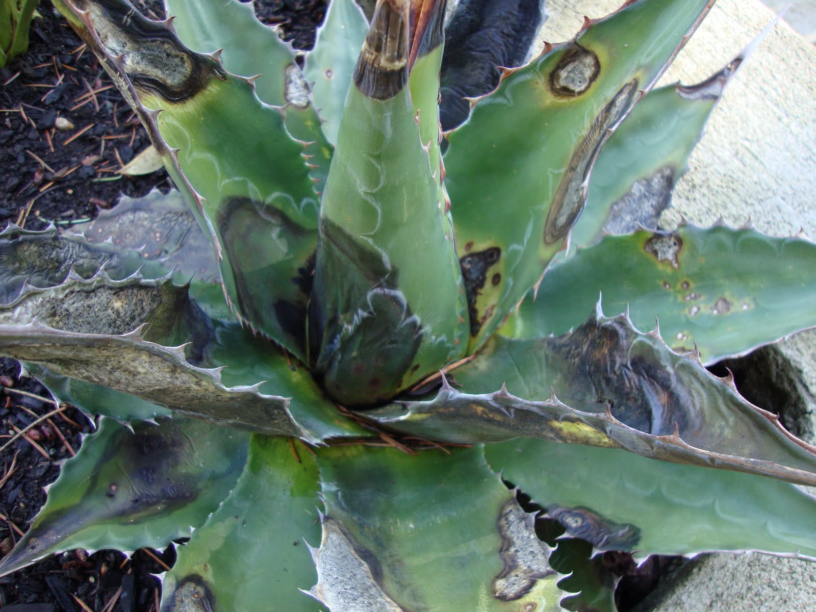 danger garden: Agave love in PNW – a follow-up