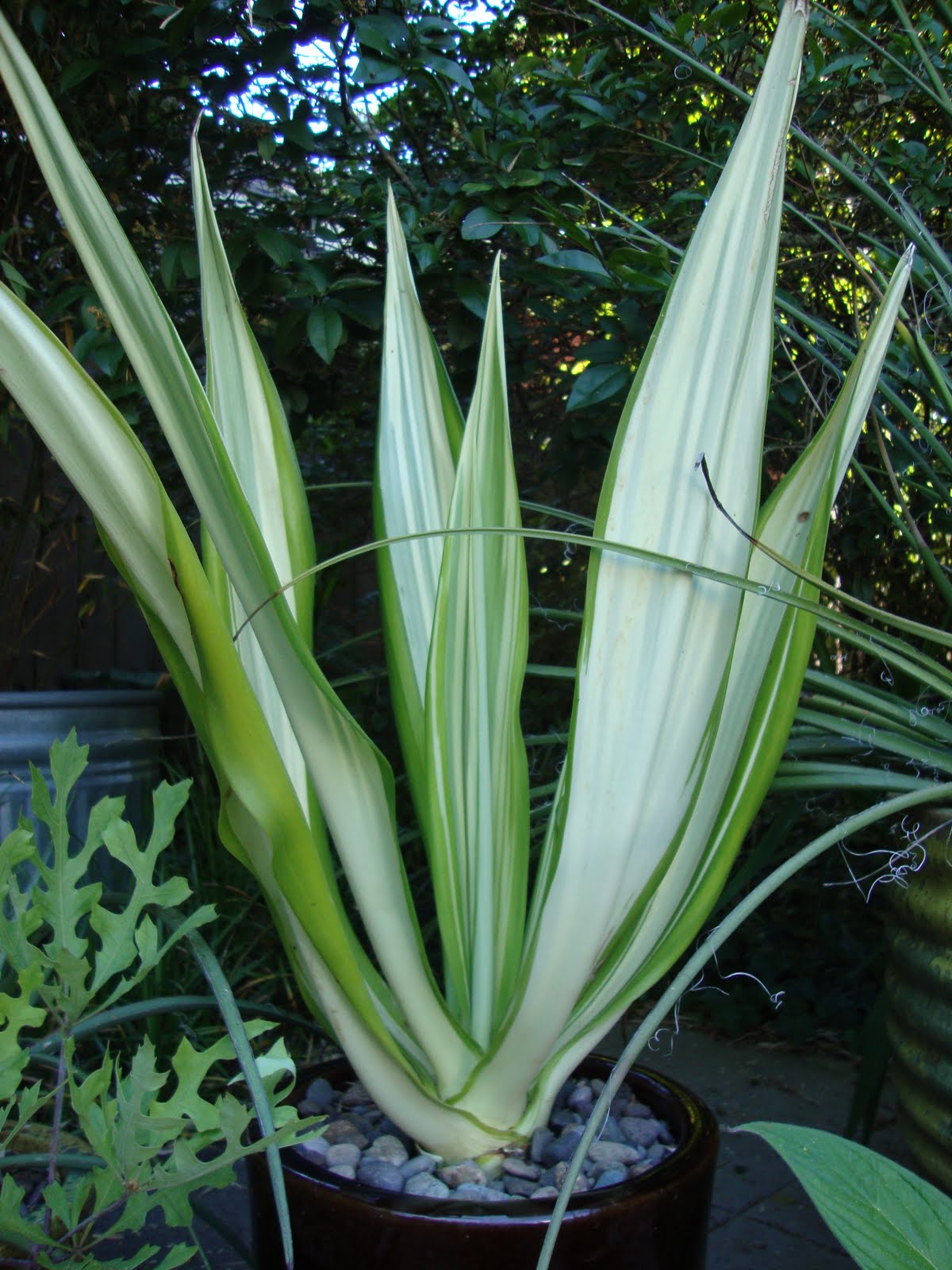 danger garden: Furcraea, the coolest plant you’ve never heard of...