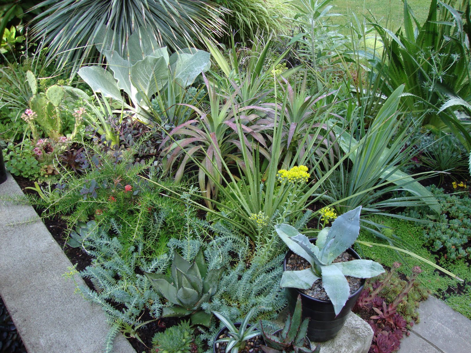 danger garden: An afternoon in my garden