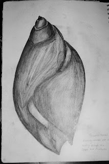 1067768168: natural forms shell