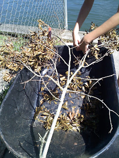 Rose[ology]: DIY Wish Tree