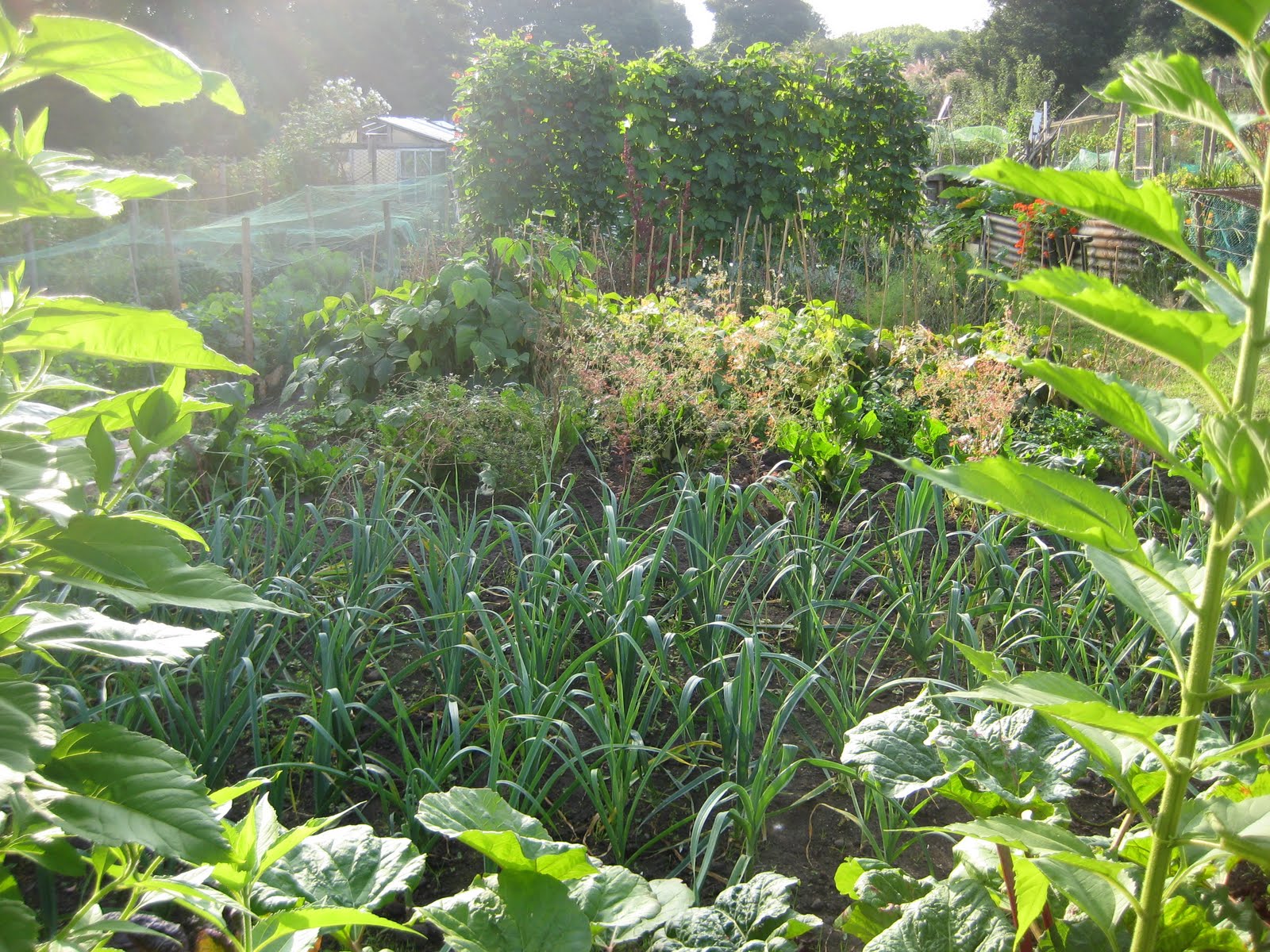 Mal's Allotment: 50 Ways To Grow Your Supper