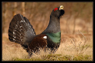 NATUR I BILDER: Tiur