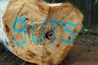 Pography: Lucious jackson