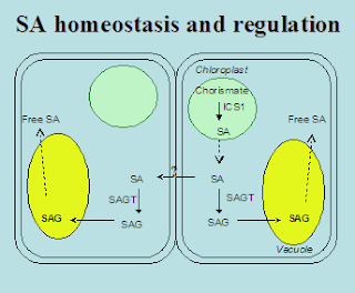 Biological Science: What is Homeostasis?