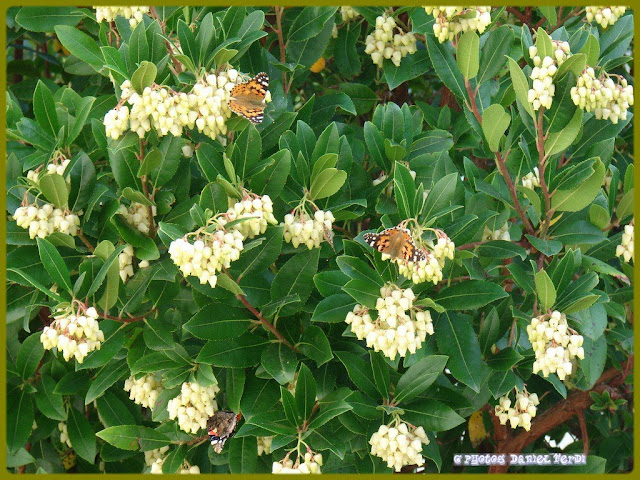 Photos Daniel: L'Arbousier