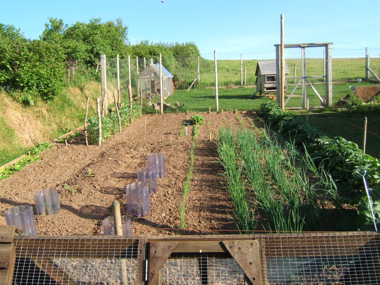 A year in the life of.....: Vegetable patch