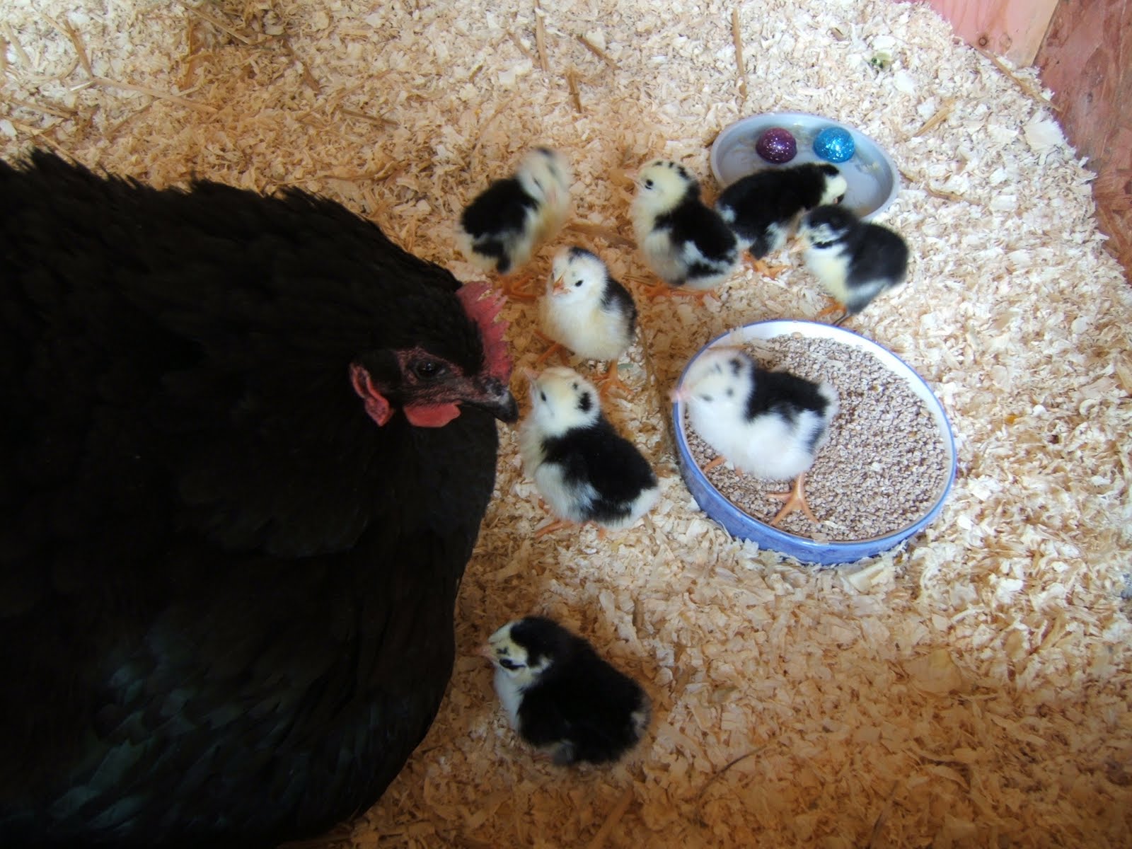 Bellecross Hens: Exchequer Leghorn chicks 1st photo