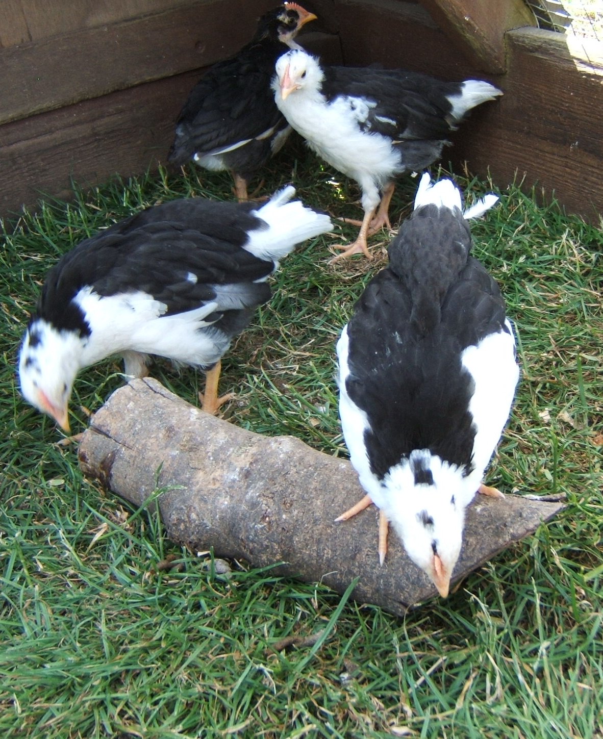 Bellecross Hens: Exchequer Leghorn chicks 4 - 5 weeks old photos